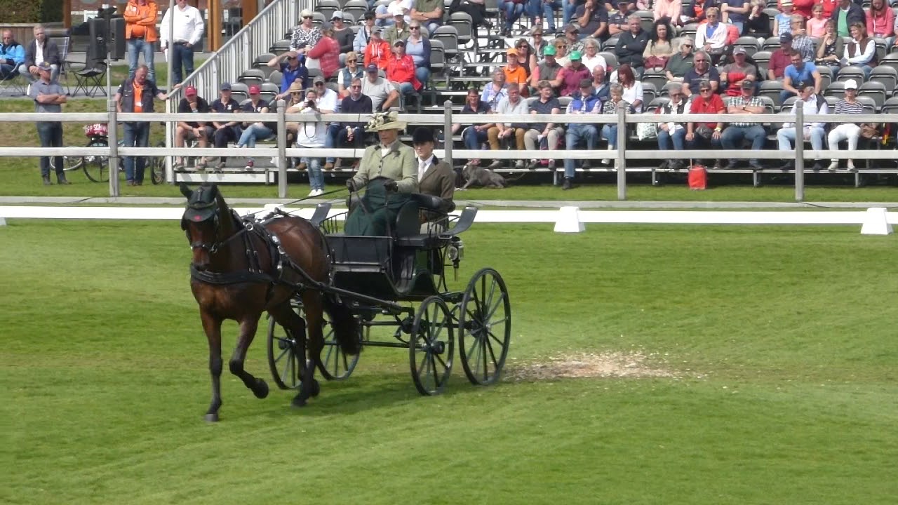 HOUTAPPELS BRUDER, Kelly, CAN, CH M A1, Kronenberg, Dressage 31 08 2018 ...