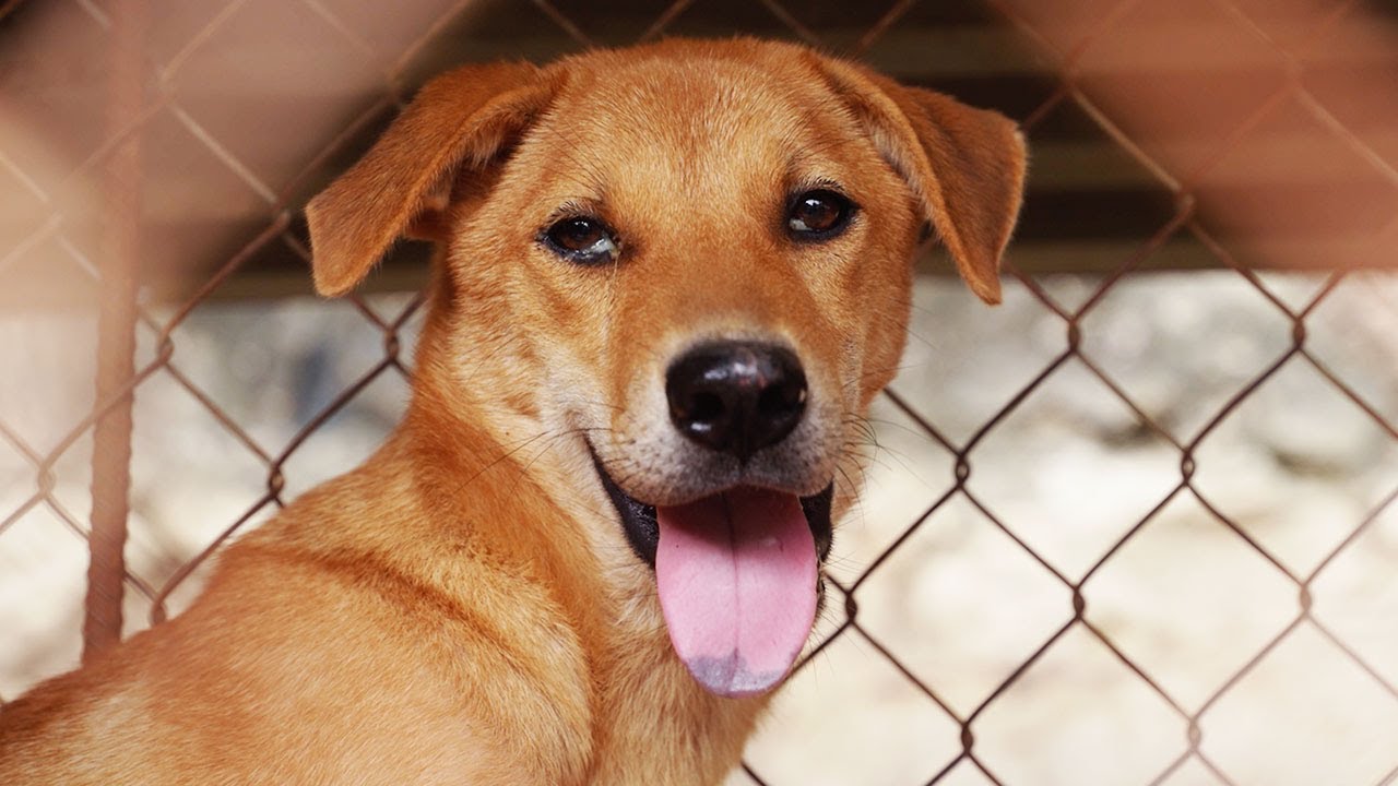 44 dogs saved from slaughter in Viet Nam - YouTube