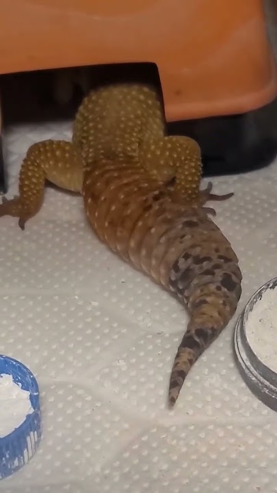 Leopard Gecko AA Shaking His Tail! #cute #bum #pets #reptiles #baby #animals #かわいい #赤ちゃん #しっぽ ...