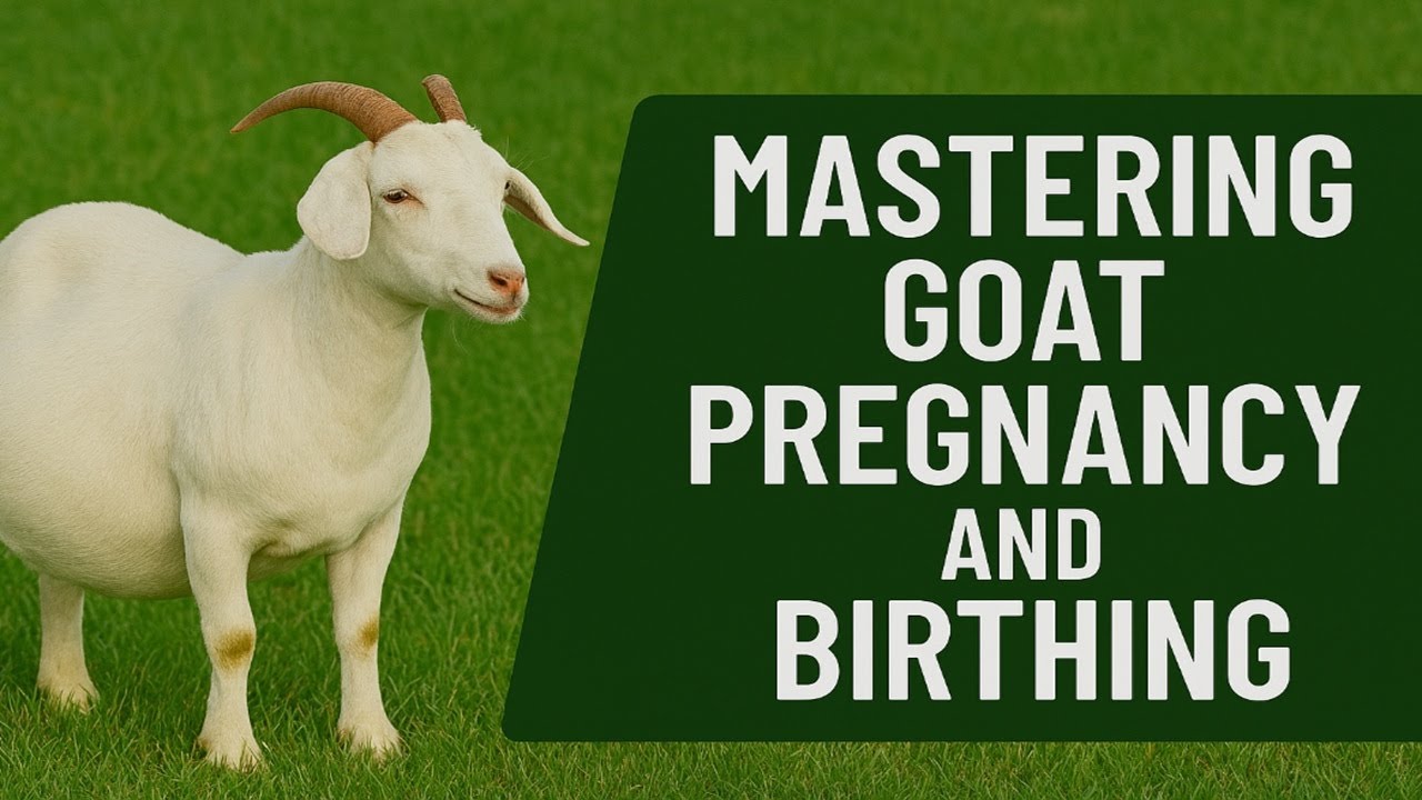 Mastering Goat Pregnancy and Birthing - YouTube