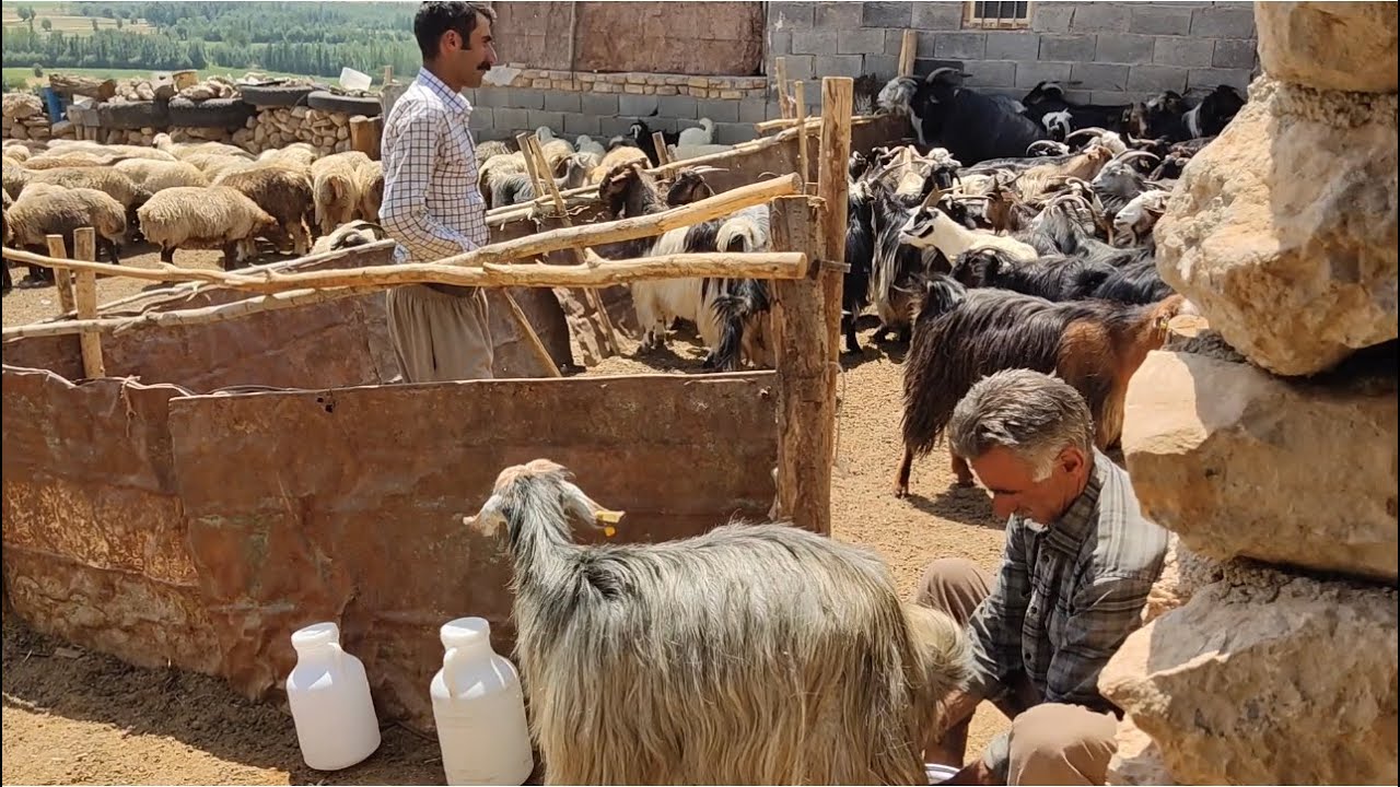 Nomadic life in Iran: A nomadic man who does all the work by himself ...