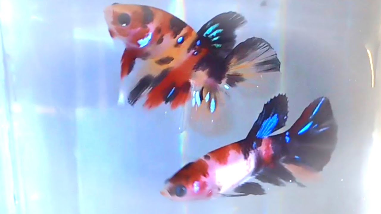 IKAN CUPANG NEMO MULTICOLOR - YouTube