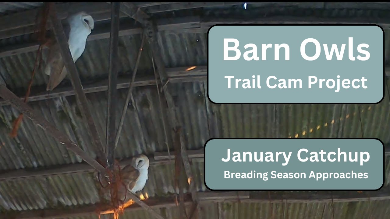 Barn Owls - Trail Cam Project, Oxford Farm - YouTube