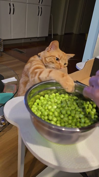 My Lovely Ginger 2 Youtube