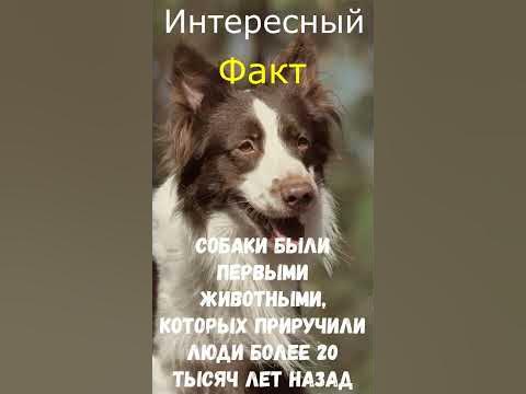 Интересный факт про собак - YouTube