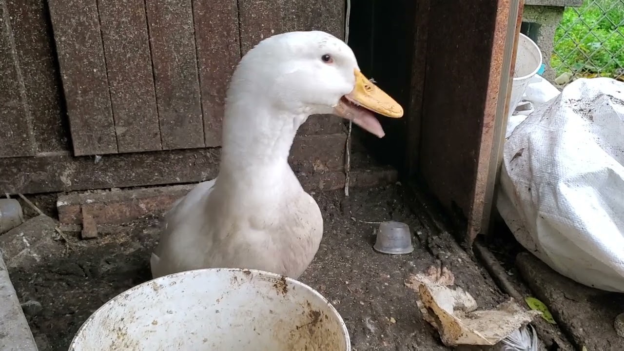 Pekin Duck Quacking - YouTube