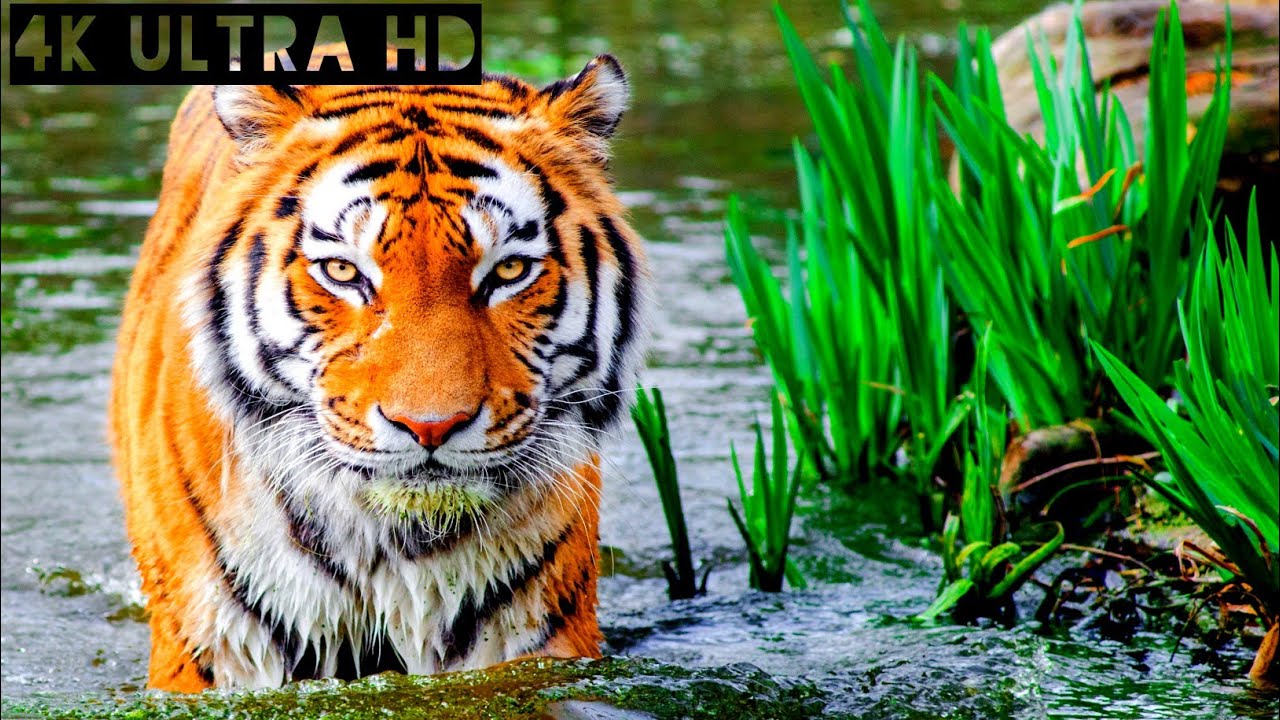 Ultimate 4k Ultra HD Wild Animals Video🎥 4k Animals Collection, 4k ...