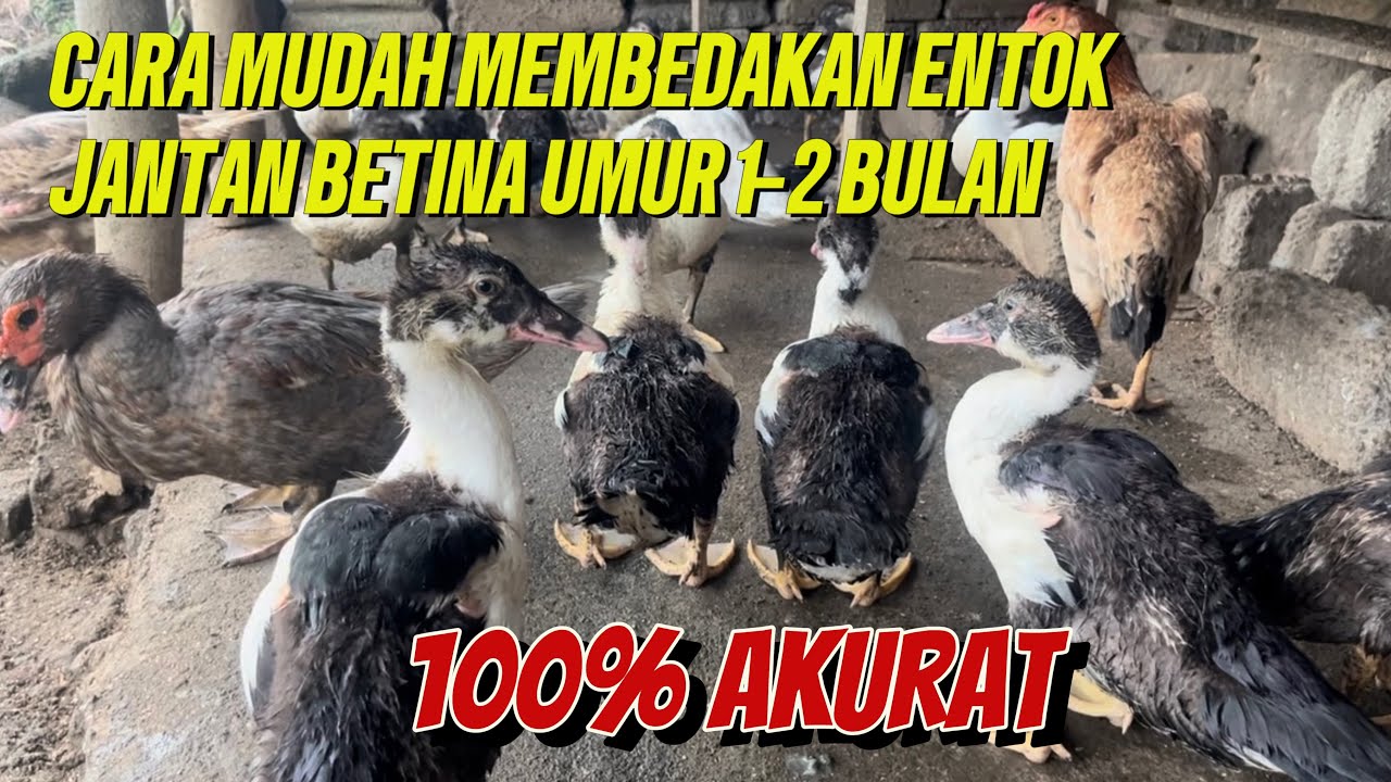 CARA JITU MEMBEDAKAN ENTOK JANTAN DAN BETINA UMUR 2 BULAN | Ternak ...