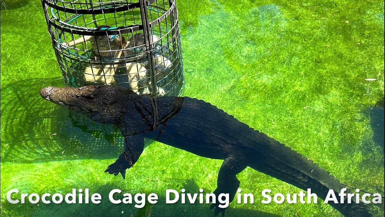 Crocodile Cage Diving in South Africa - YouTube
