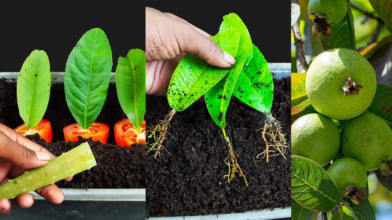 How to propagation Guava, Lemon & Mango from Leaves || Leaves ...