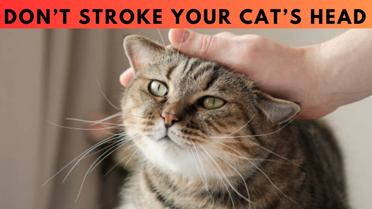 12 Science-Backed Warning Signs You Need To Know Before Stroking Your ...