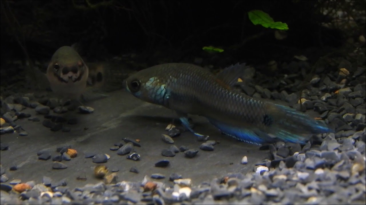 Betta unimaculata Spawning! - YouTube