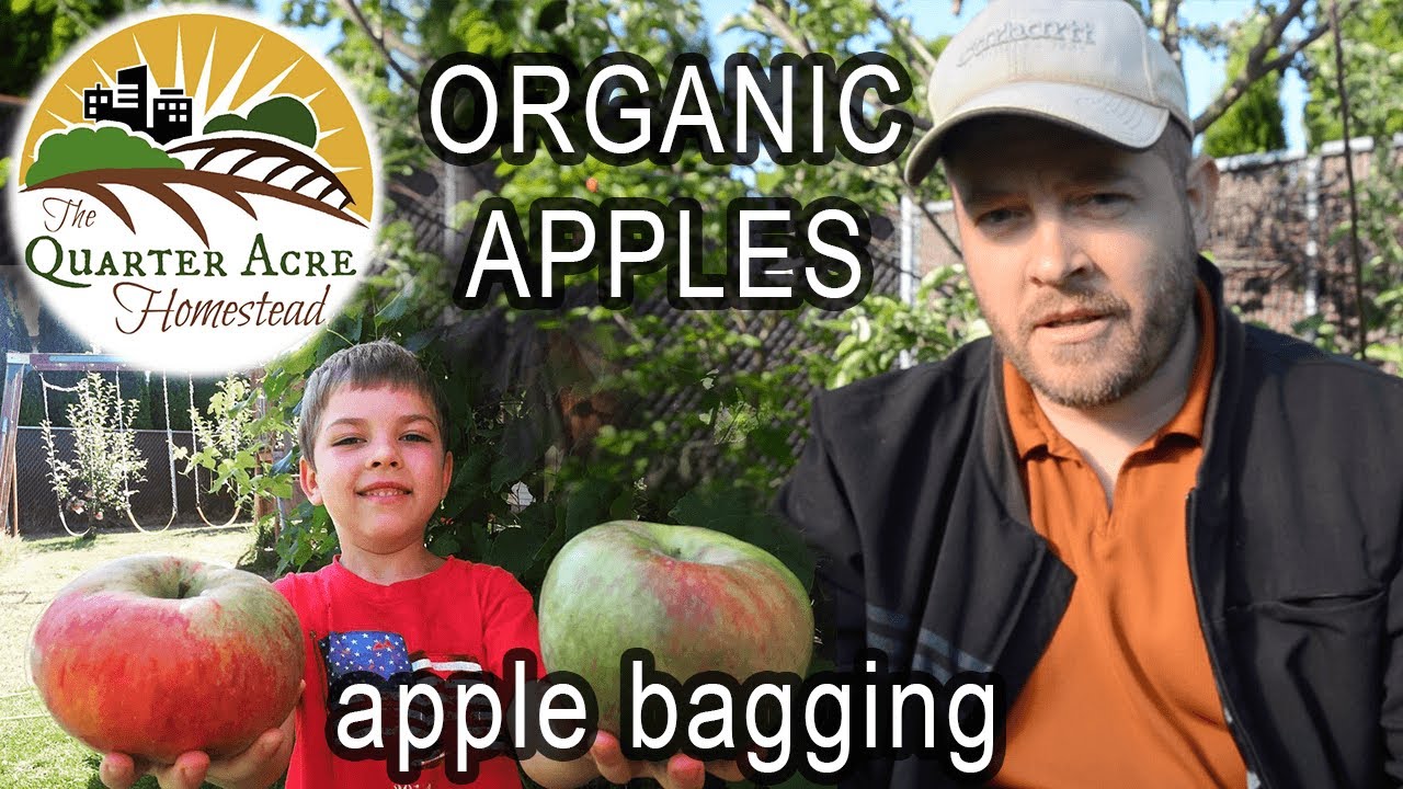 How to Grow Apples Without Spray (apple bagging) - YouTube