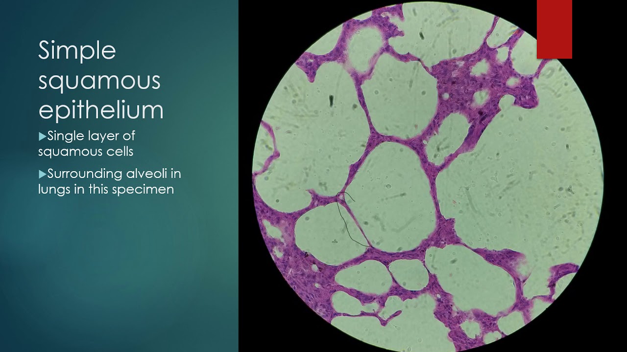 Histology test review - YouTube