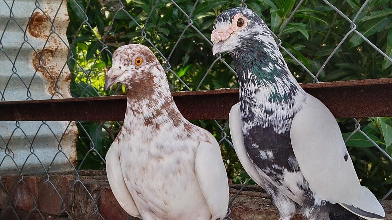 pure Andhra original pigeon 18jun2023 - YouTube