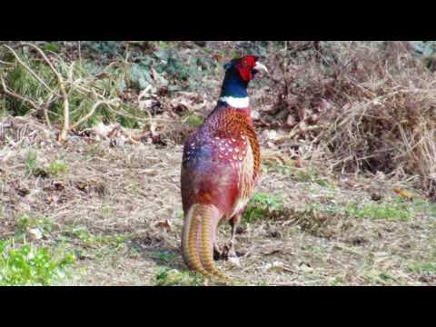 Sjra Claessen -Foto Film -FotoVaria