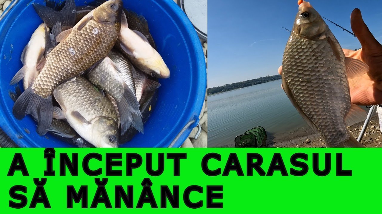 PESCUIT la CARAS pe DUNĂRE - YouTube