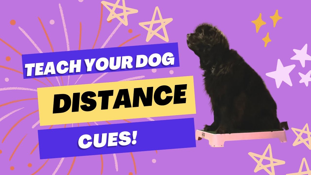Teach Your Dog Distance Cues | Dog Training | Newfoundland Dog | R+ ...