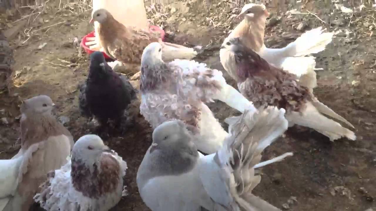 Frillback Pigeons - YouTube