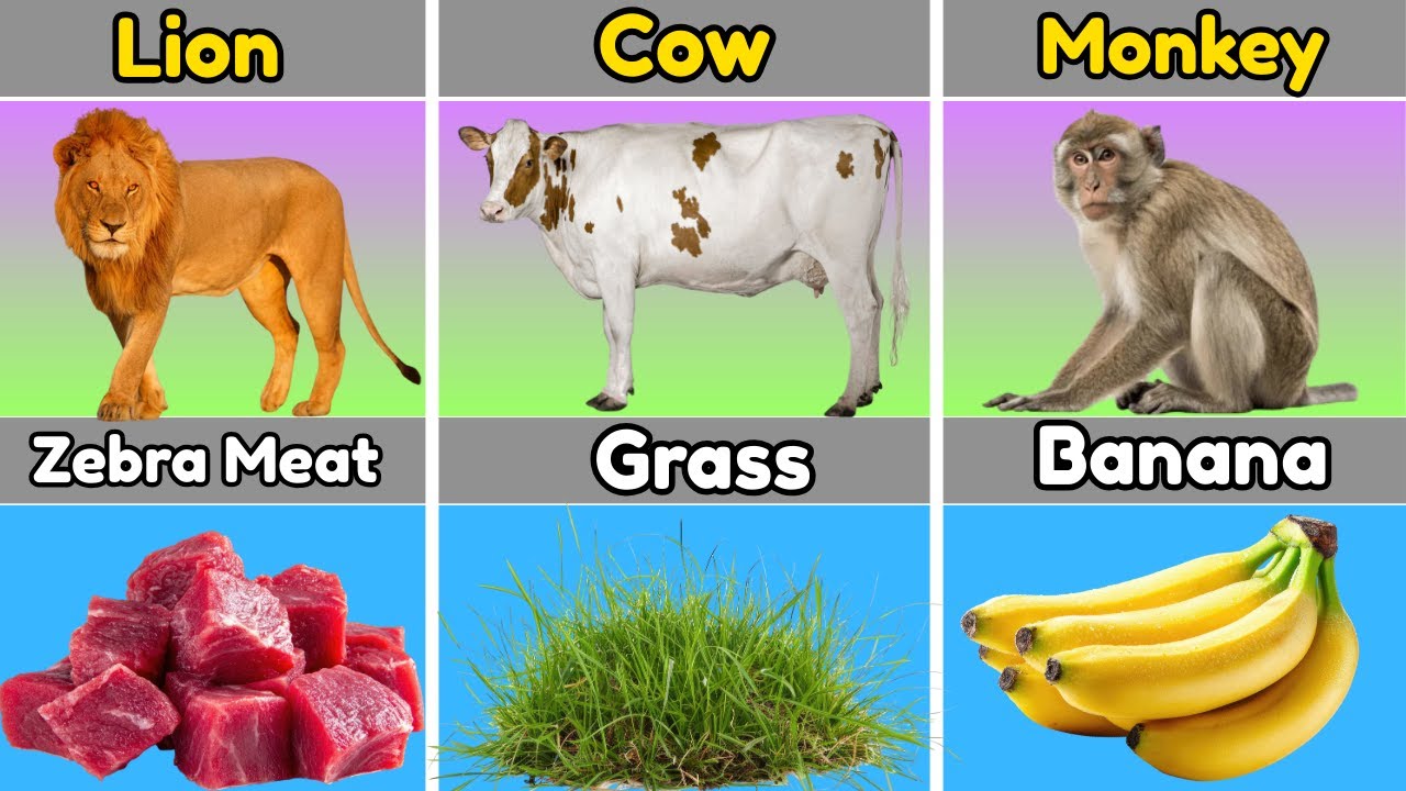 Animals and Their Favorite Food 🐼🍎 | What Do Animals Love to Eat ...