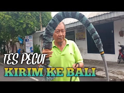 TES PECUT PANJANG GOMBYOK 1 METER,LANGSUNG KIRIM KE BALI UBUD.. - YouTube