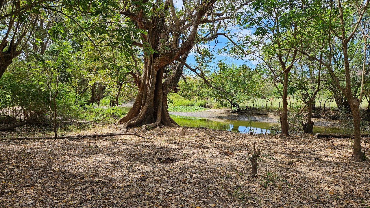 pesca con tarraya en el cerron - YouTube