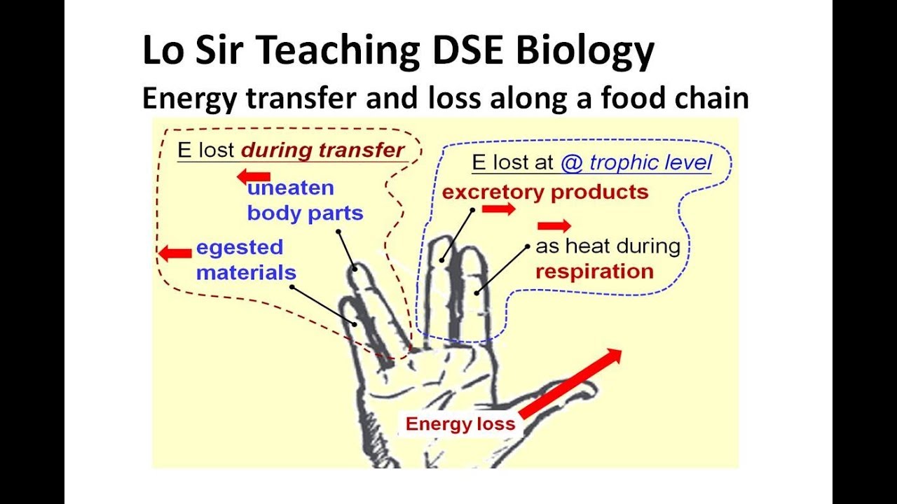 Lo Sir Teaching DSE Biology Channel ~ Ecology~energy transfer and loss ...