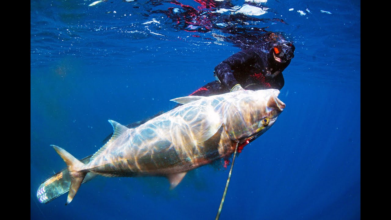 Spearfishing big amberJack (the reef donkey) 2016 HD - YouTube