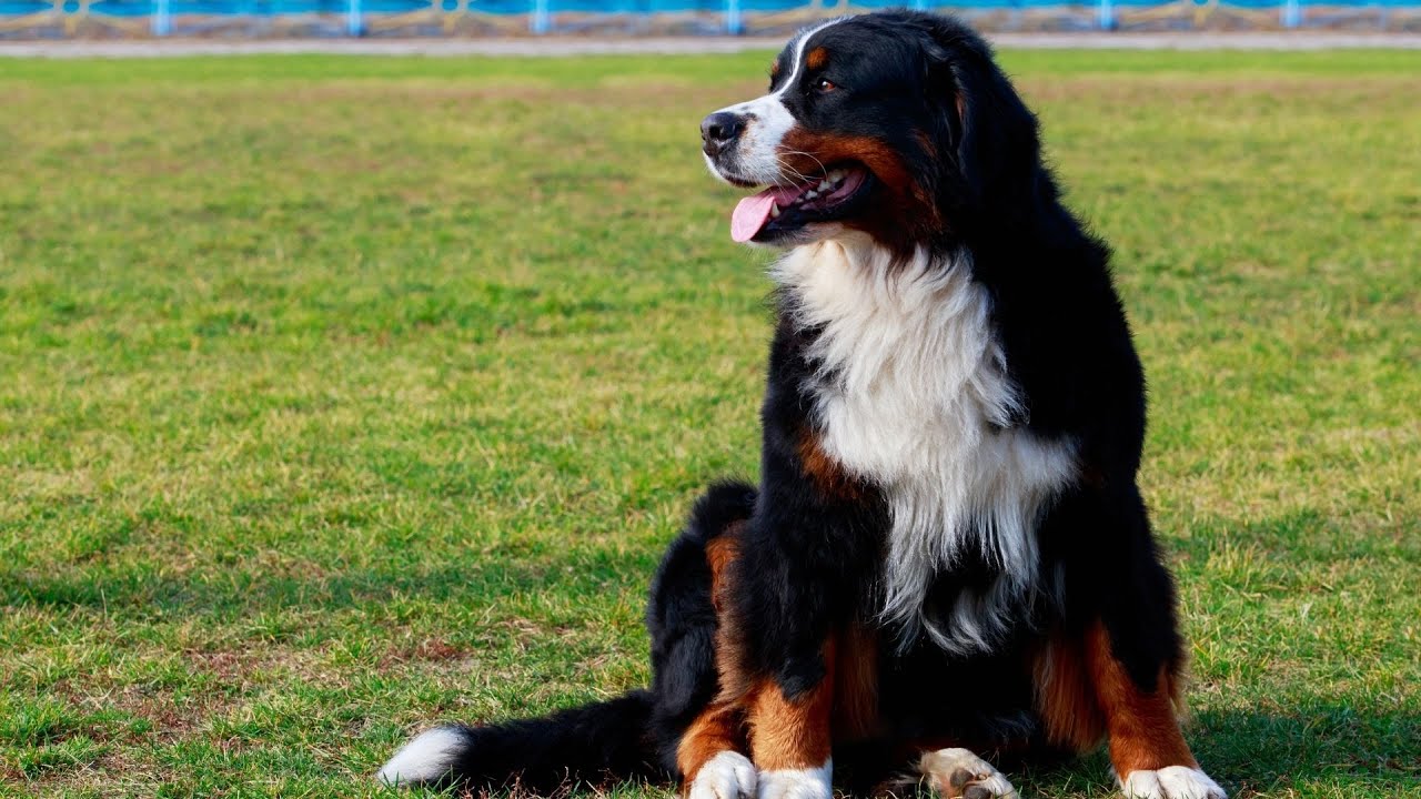 The Temperament of a Bernese Mountain Dog A Perfect Blend - YouTube