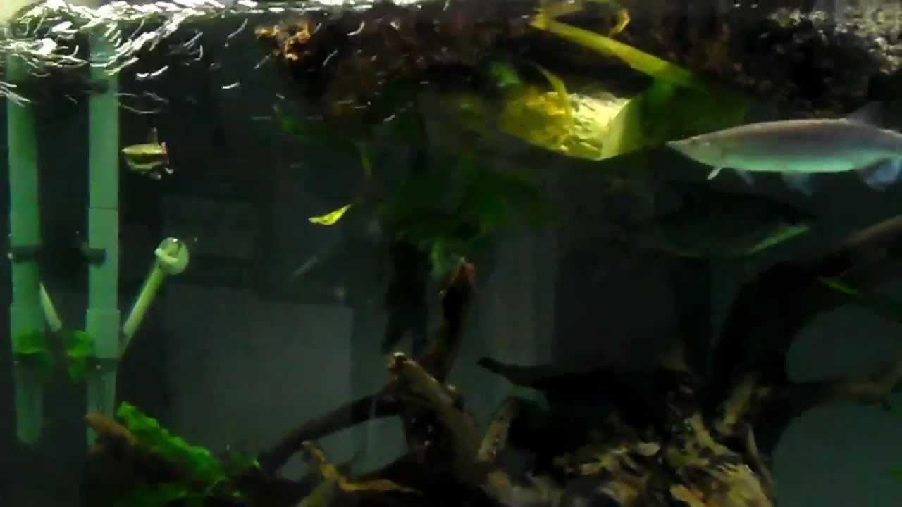 Boulengerella Maculata and Ctenolucius Hujeta Feeding - YouTube