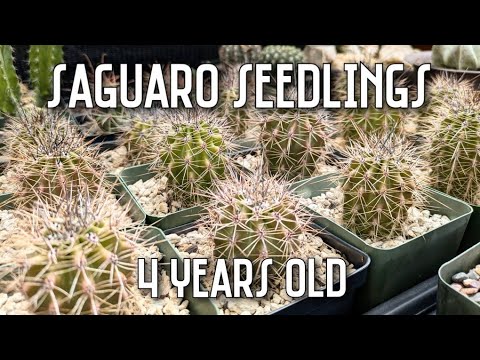 I Grew Saguaro Cactus from Seed | 4-Year Growth & Progress Update - YouTube