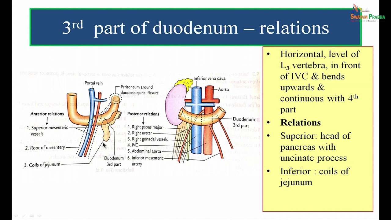 Duodenum - YouTube