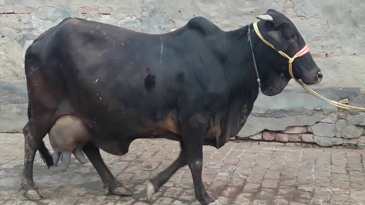 #Saiwal kapila cow ⚘⚘pergnet 👍Please👆Subscribe 9829403357 - YouTube
