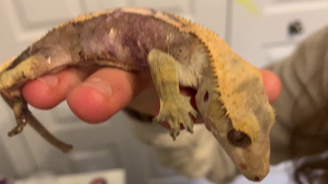 Gekkon is sick - YouTube