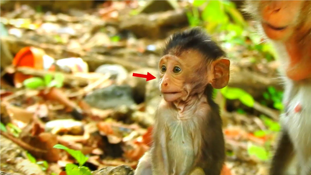 Today, MISHA monkeys are not happy without the little monkeys playing ...