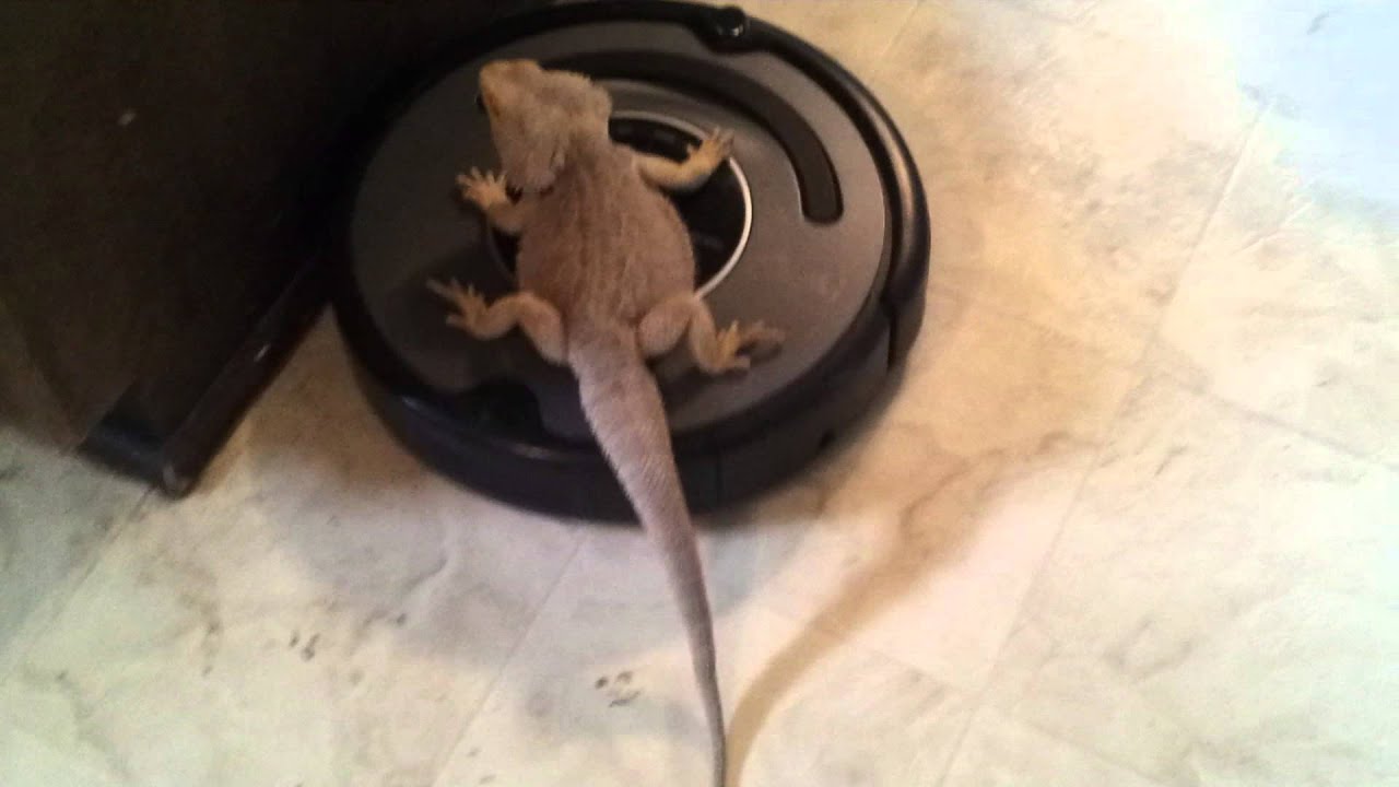 Bearded Dragon Ridding The Roomba - YouTube