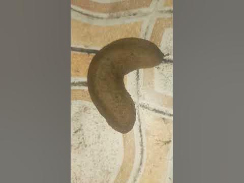 Lintah Darat Kehilangan Arah #hewan #lintah #ular - YouTube