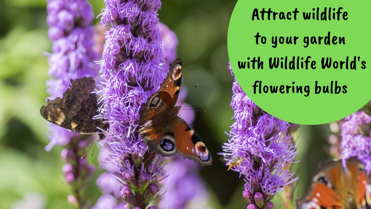 How to plant bulbs for summer wildlife - YouTube