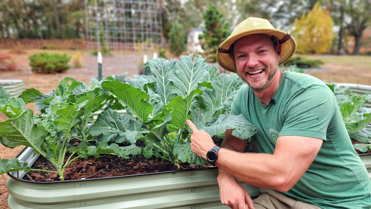 How to Grow Collards In Raised Beds |Complete Guide| - YouTube