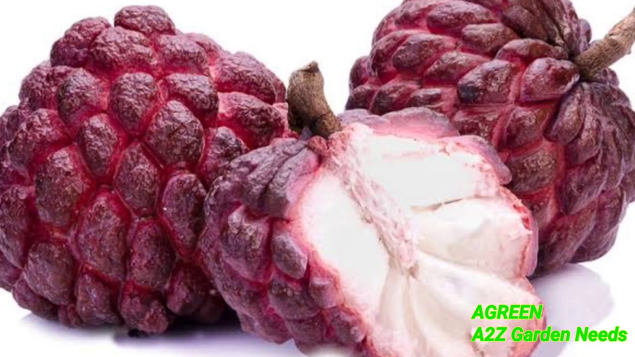 Red சீதாப்பழம் செடிகள் விற்பனைக்கு... Red Seetha apple plant for sale ...