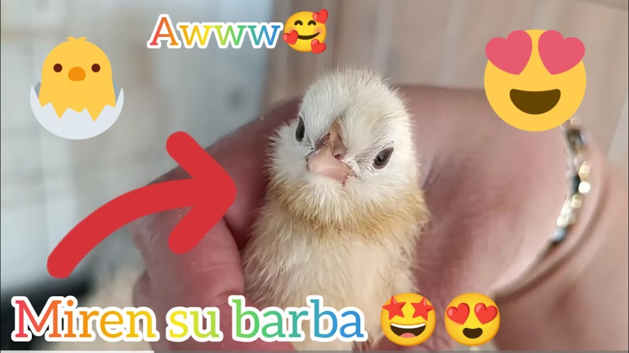 Ya nacieron los pollitos de POPESA, son copetones y barbones? 😱 hijos ...