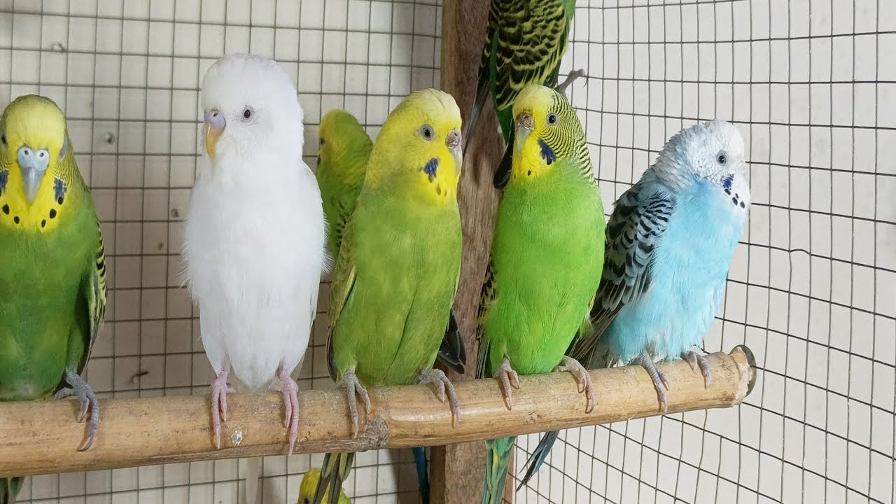 11 hour Good Morning Budgies 🐦 | Cheerful Parakeet Sounds with Sunrise ...