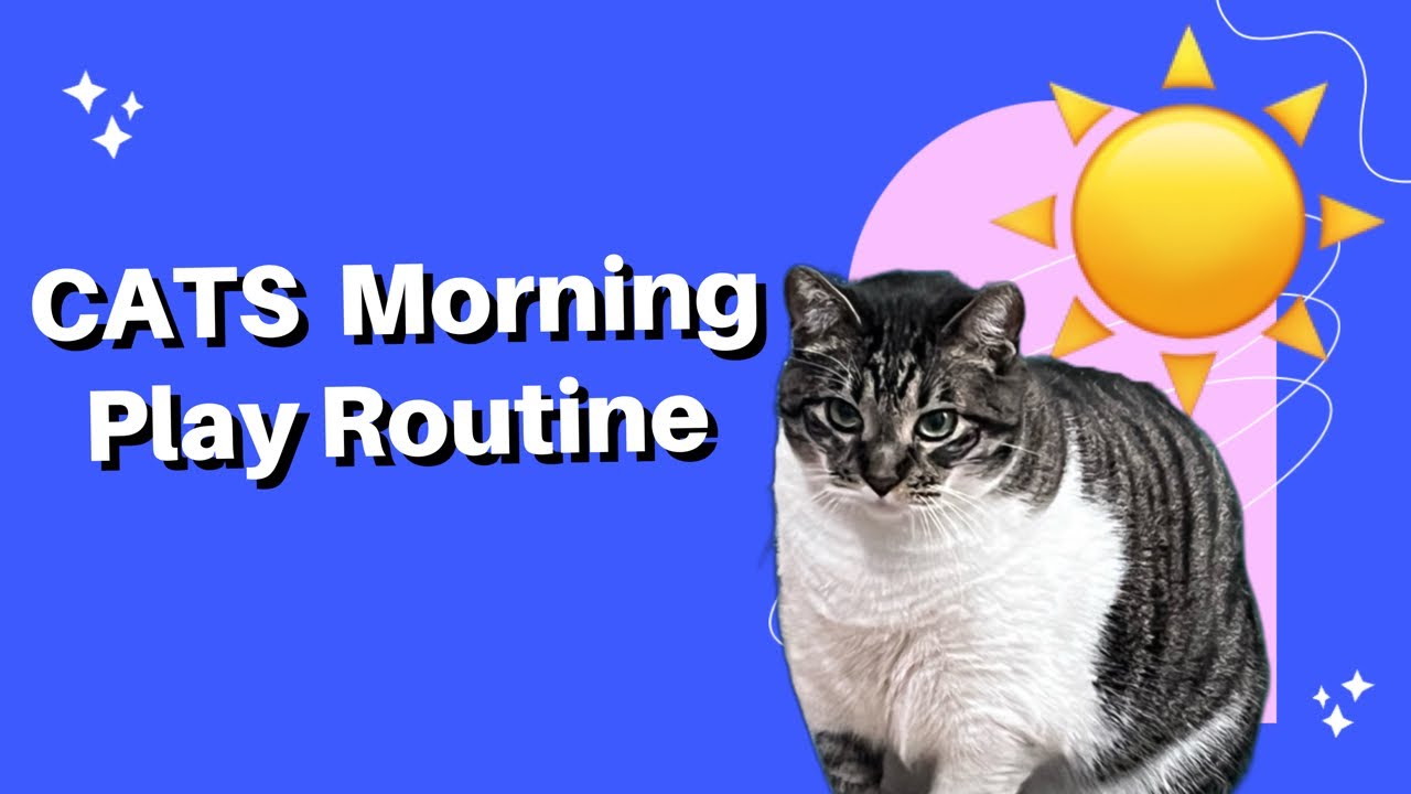 Curious about cats' morning play behavior? #funny cat videos # ...