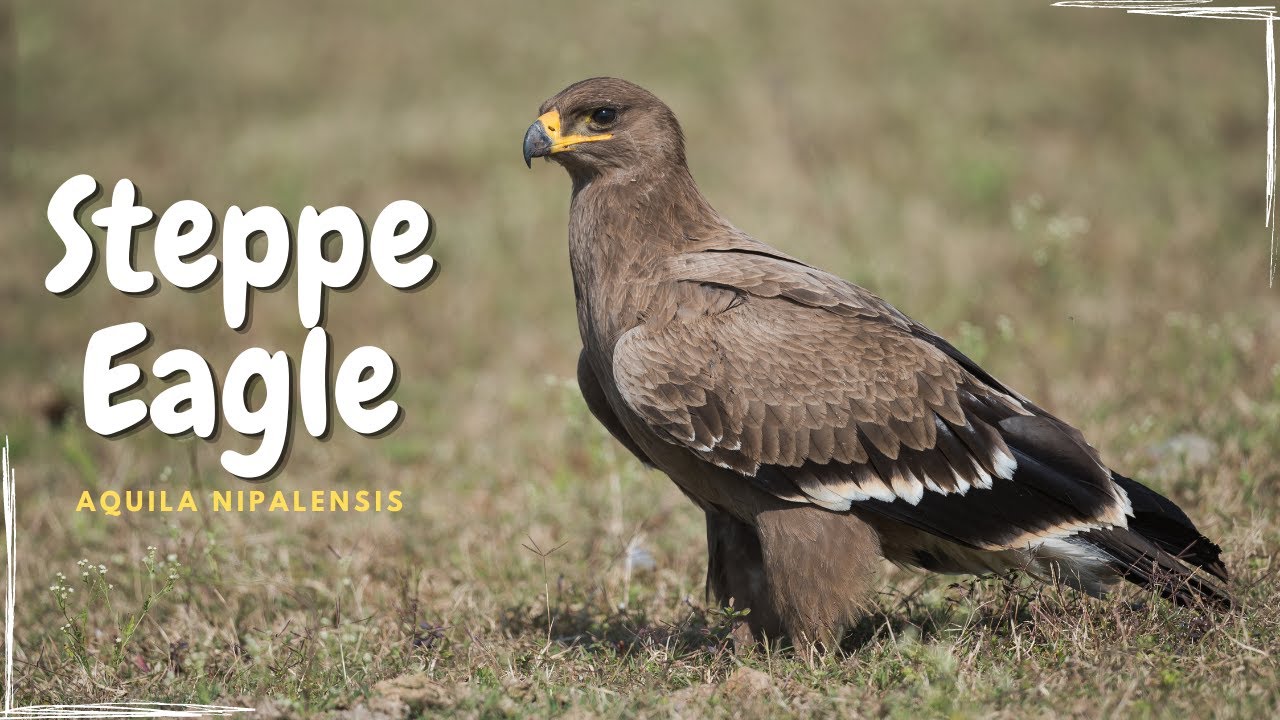 Steppe Eagle
