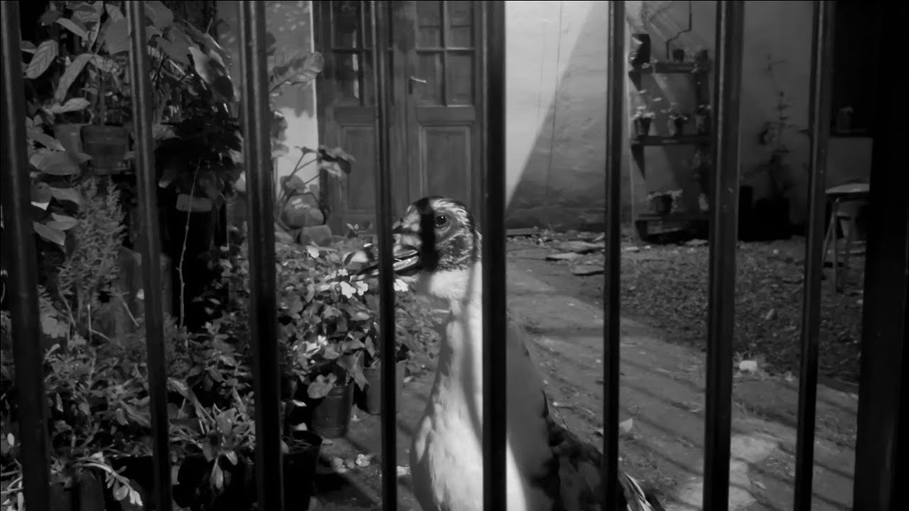 Vlog n4 - "Pato Cuack" - YouTube