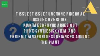 Which Plant Tissues Are Found In All Of The Main Plant Organs And Why?