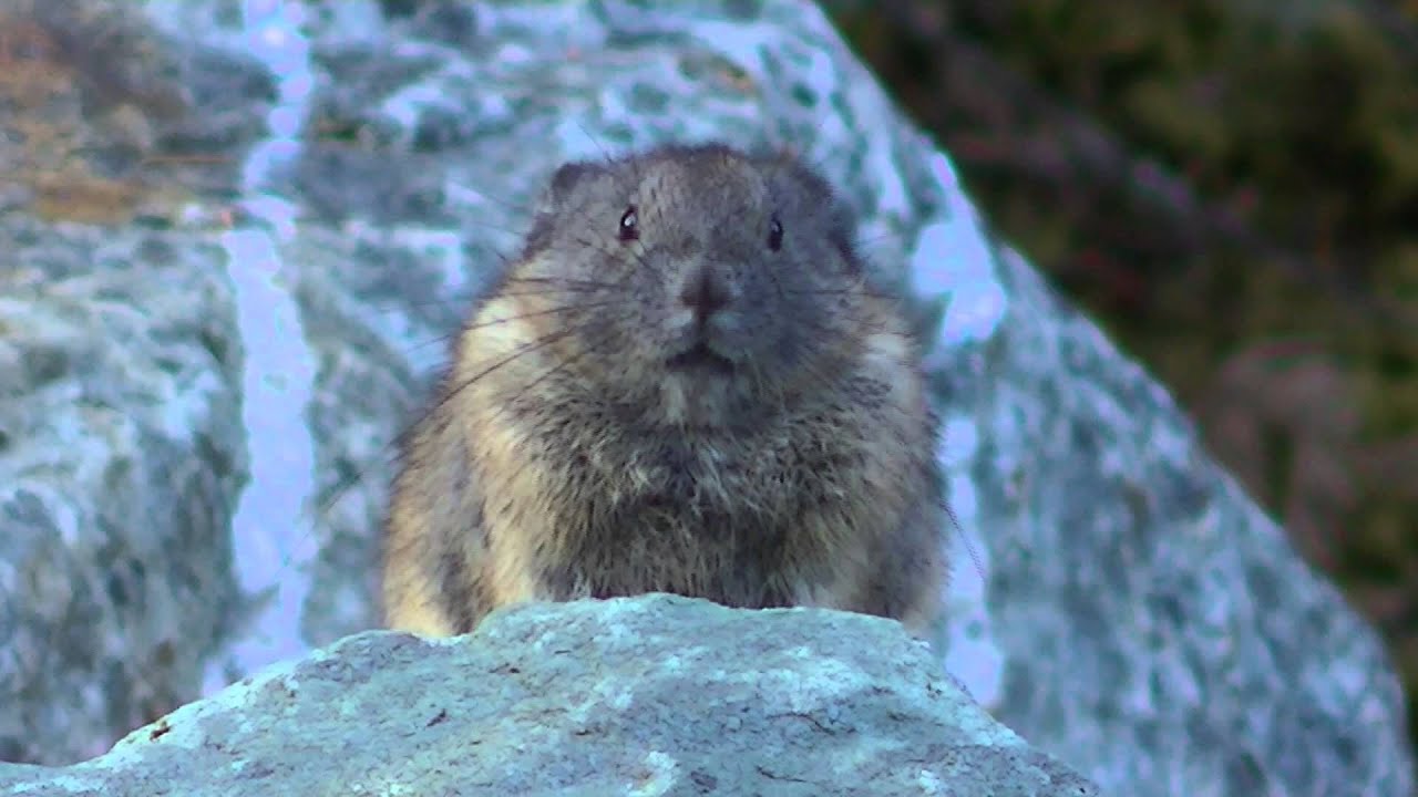 American pika - Toothy wonder! - YouTube