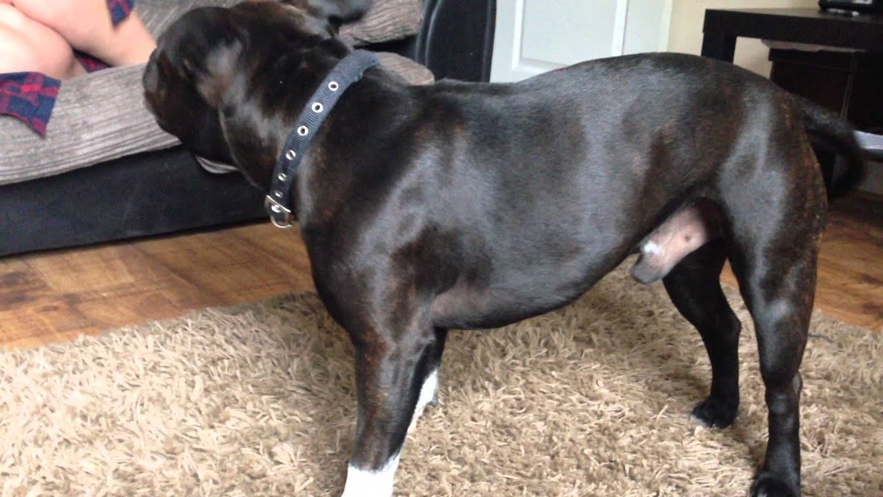 My staffy chasing his tail - YouTube