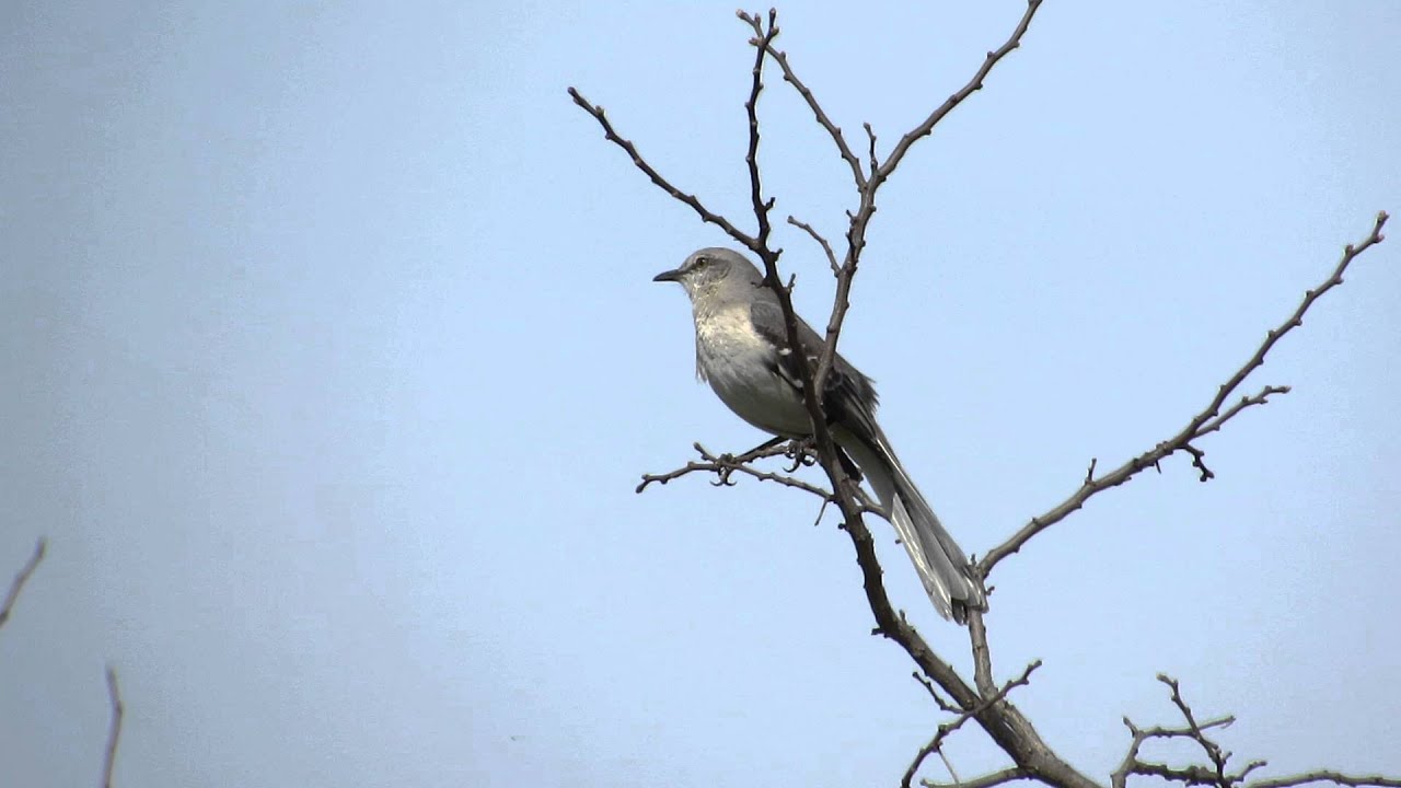 Northern Mockingbird Mimicing Bird calls: Maryland - YouTube