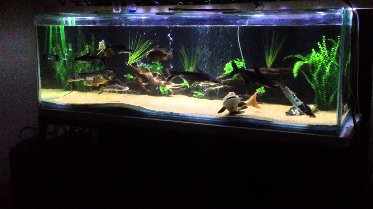 Mon aquarium 1400l - YouTube